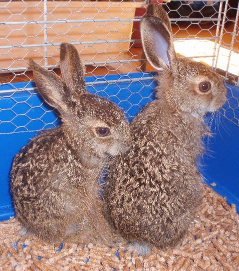 Divlji zec - ugovori